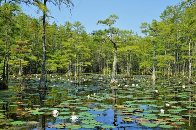 N.C. Wetlands Passport, interactive map help raise awareness about North Carolina’s public ...